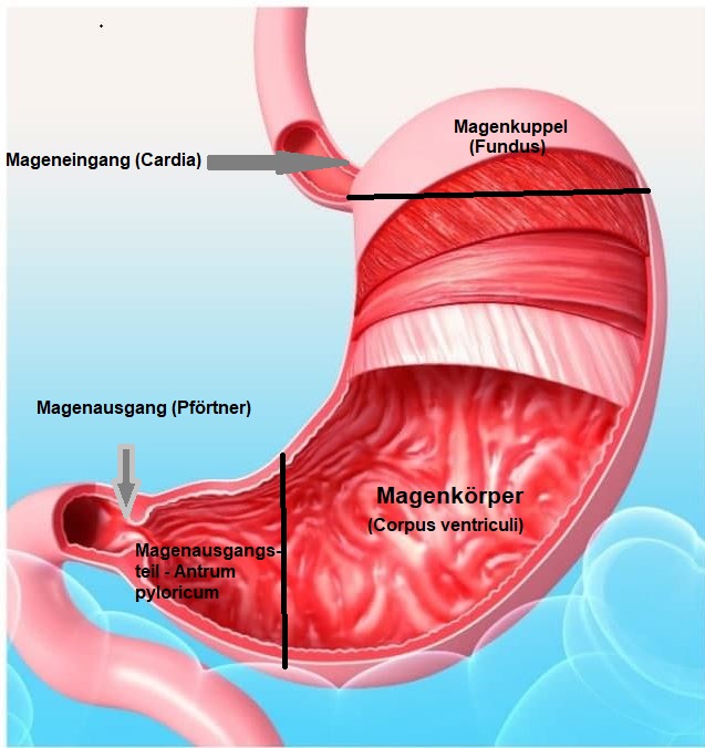 Verdauungssystem Magen - Wellness und Gesundheit